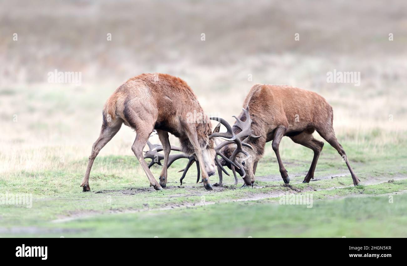 Antler clash hi-res stock photography and images - Alamy