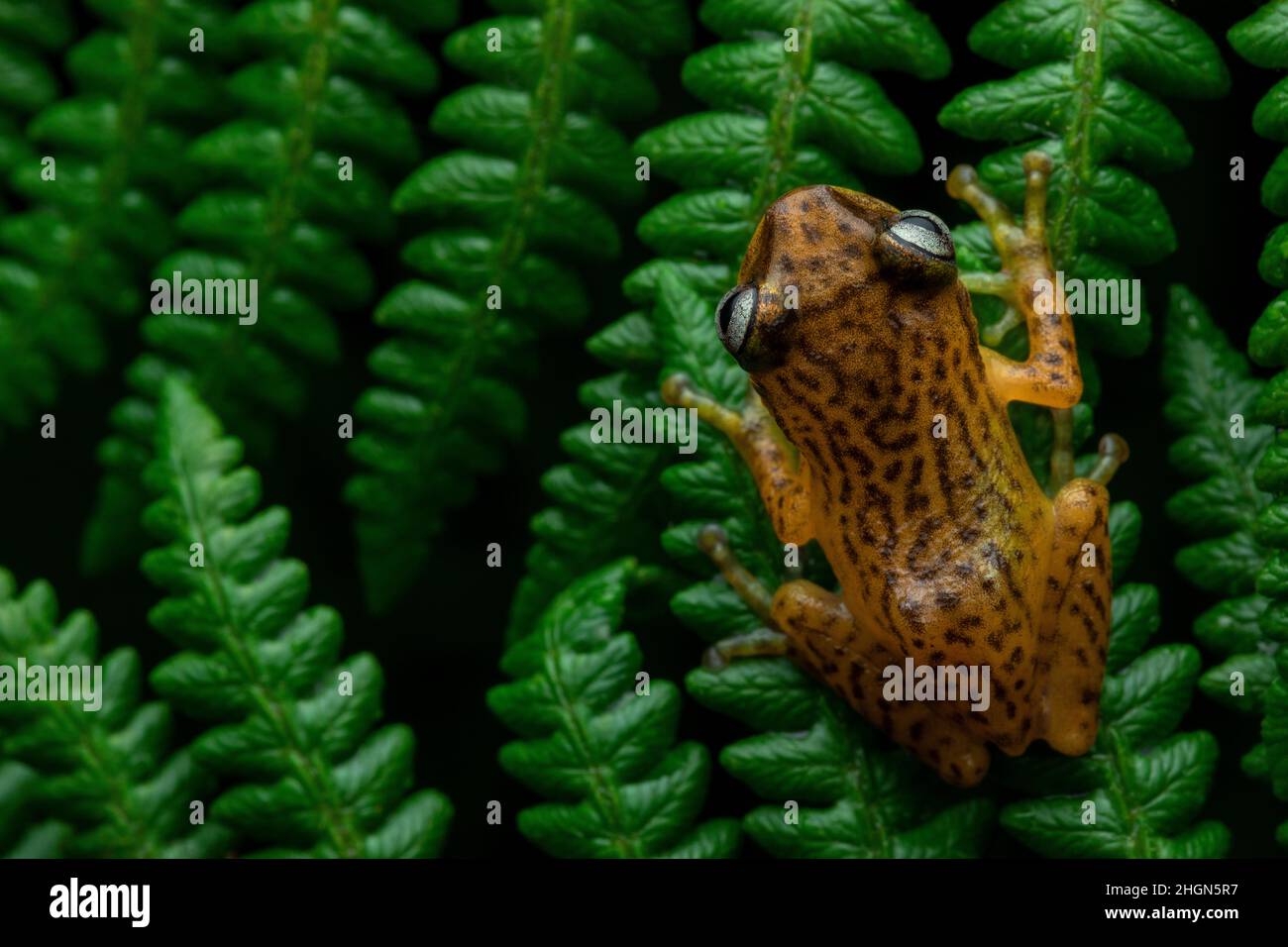 Reed frogs hi-res stock photography and images - Alamy