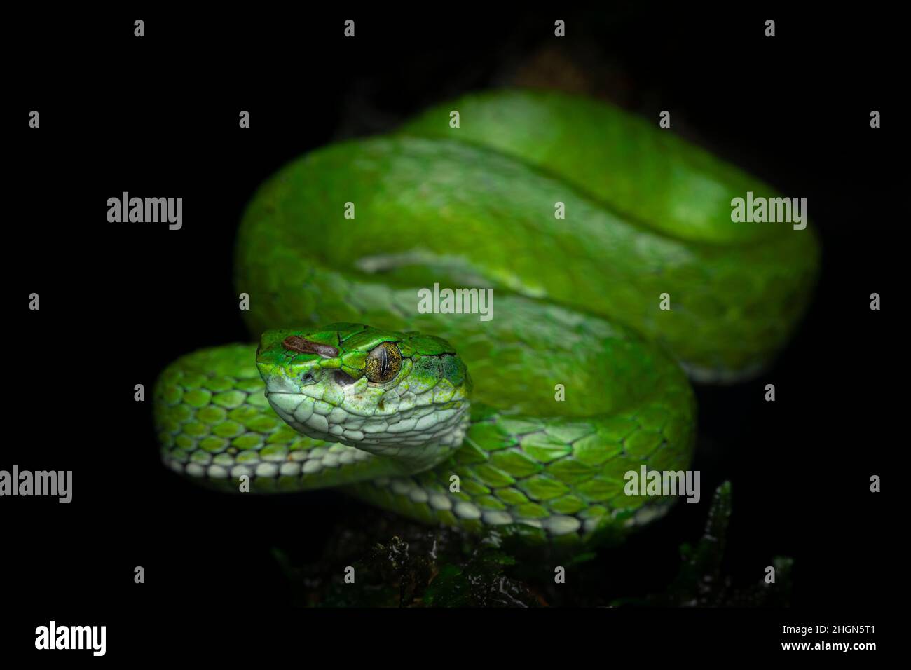 Large scaled black tree snake hi-res stock photography and images - Alamy
