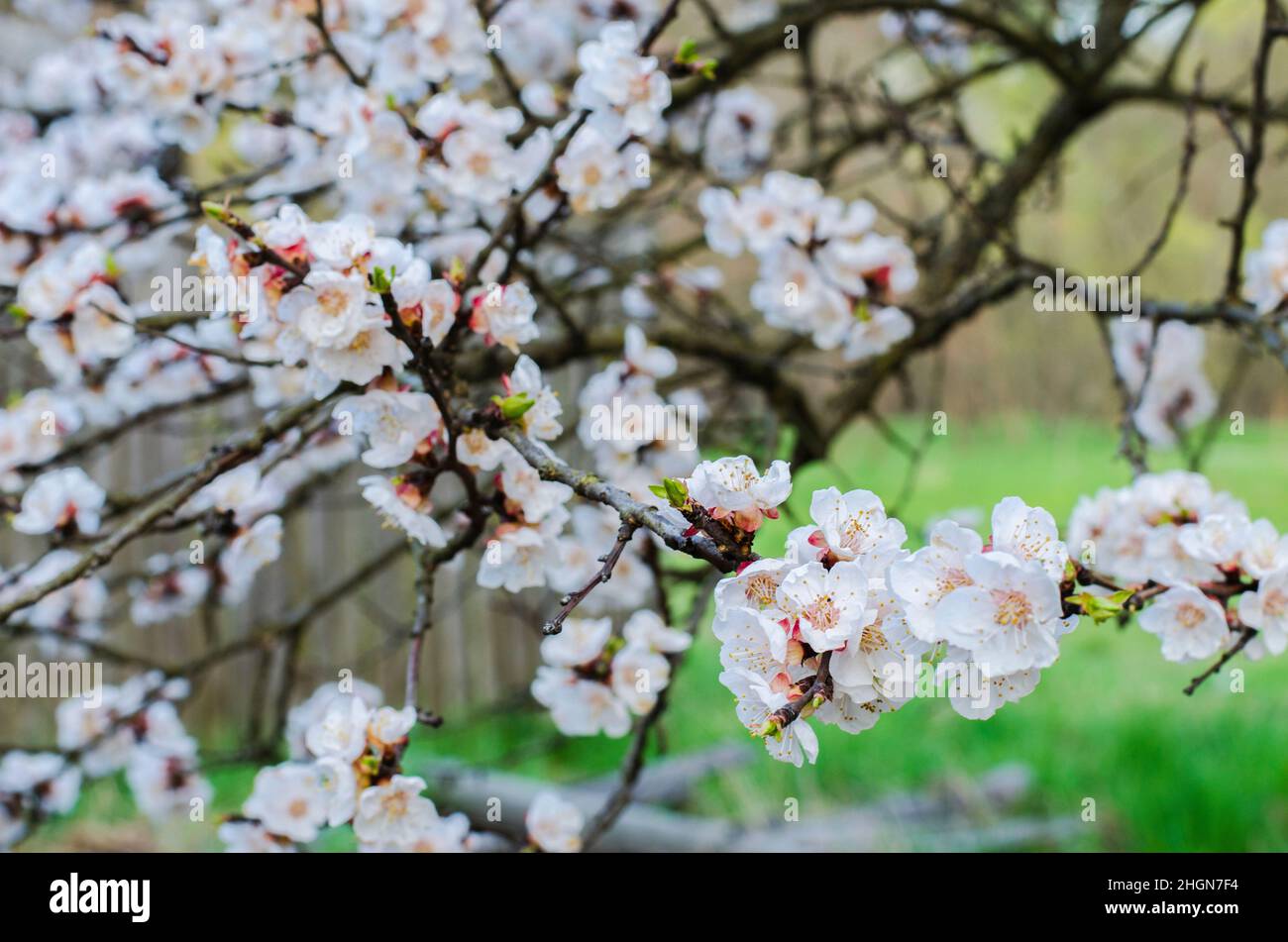 Flowering apricot trees hi-res stock photography and images - Alamy