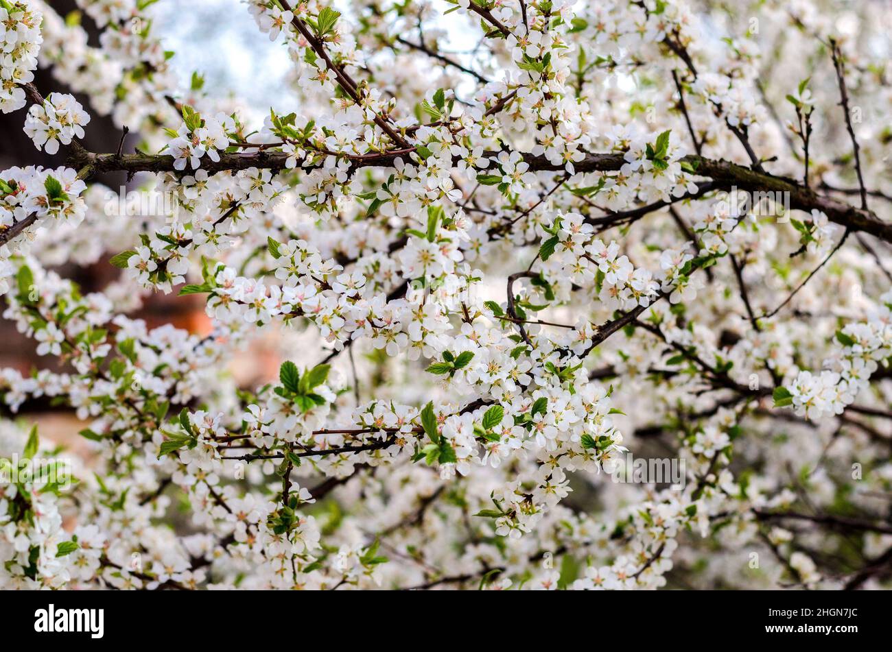 Flowering Chinese cherry in spring white closeup Stock Photo - Alamy