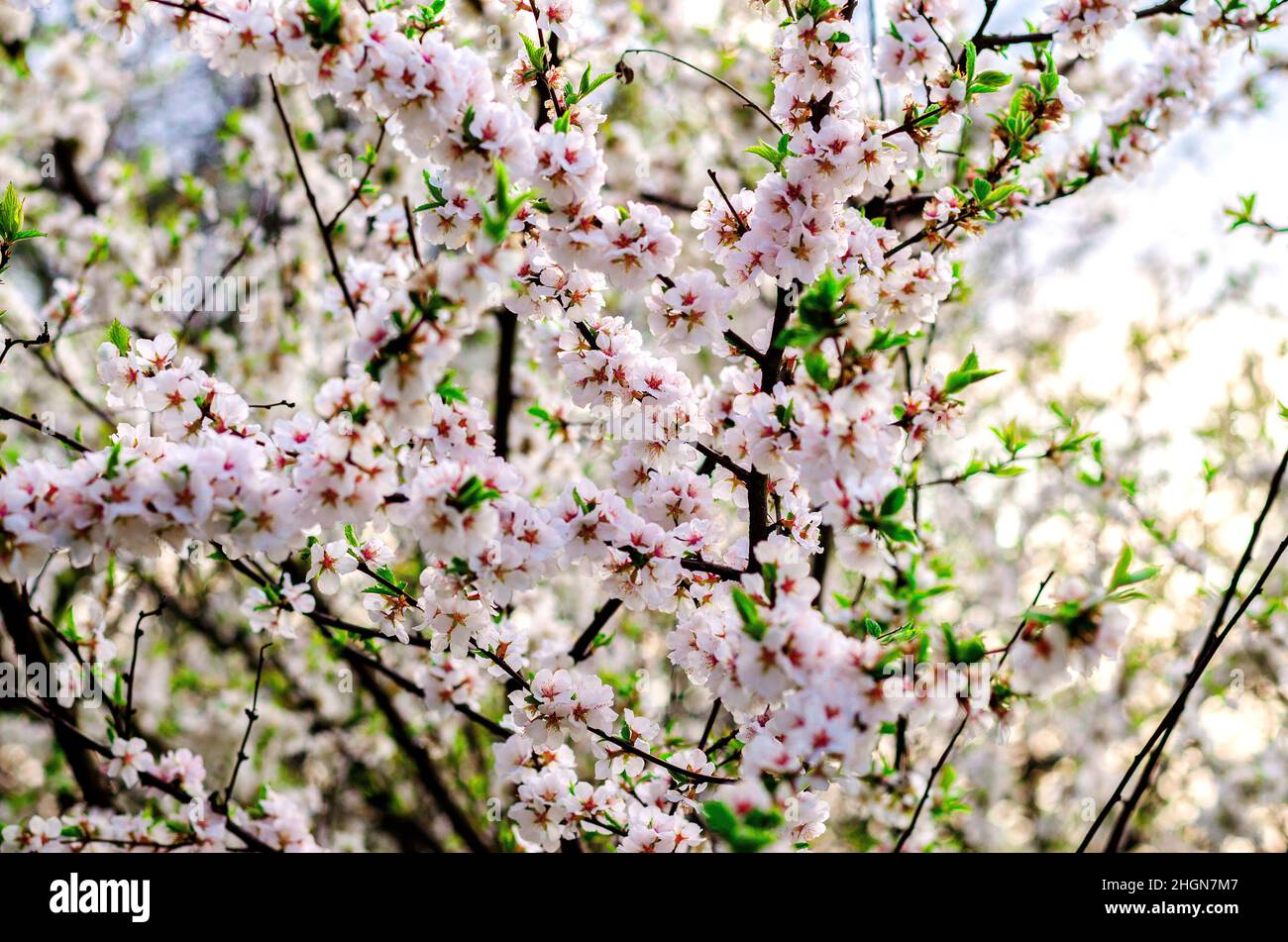 Chinese dwarf cherry hi-res stock photography and images - Alamy