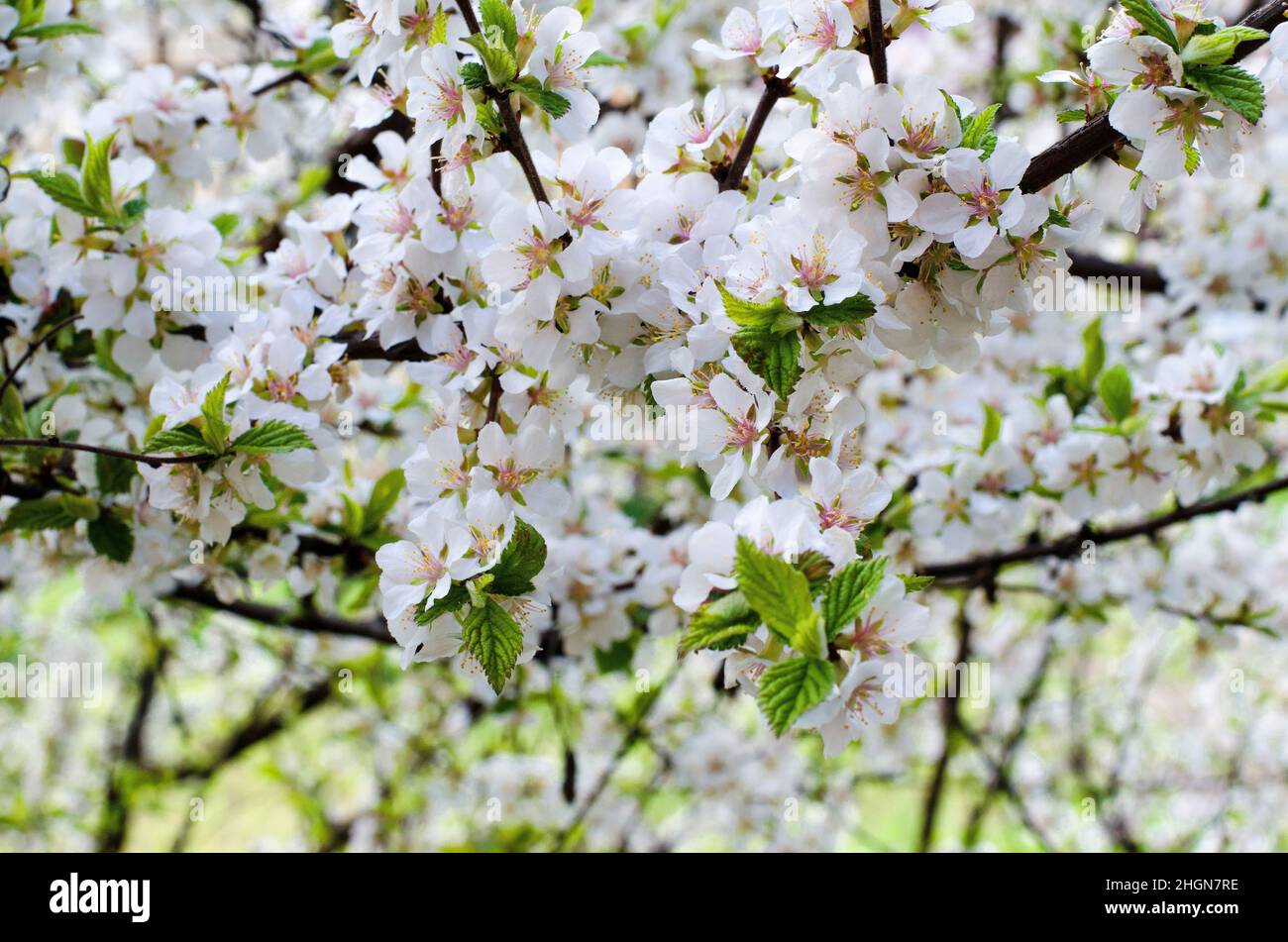 Flowering Chinese cherry in spring white closeup Stock Photo - Alamy