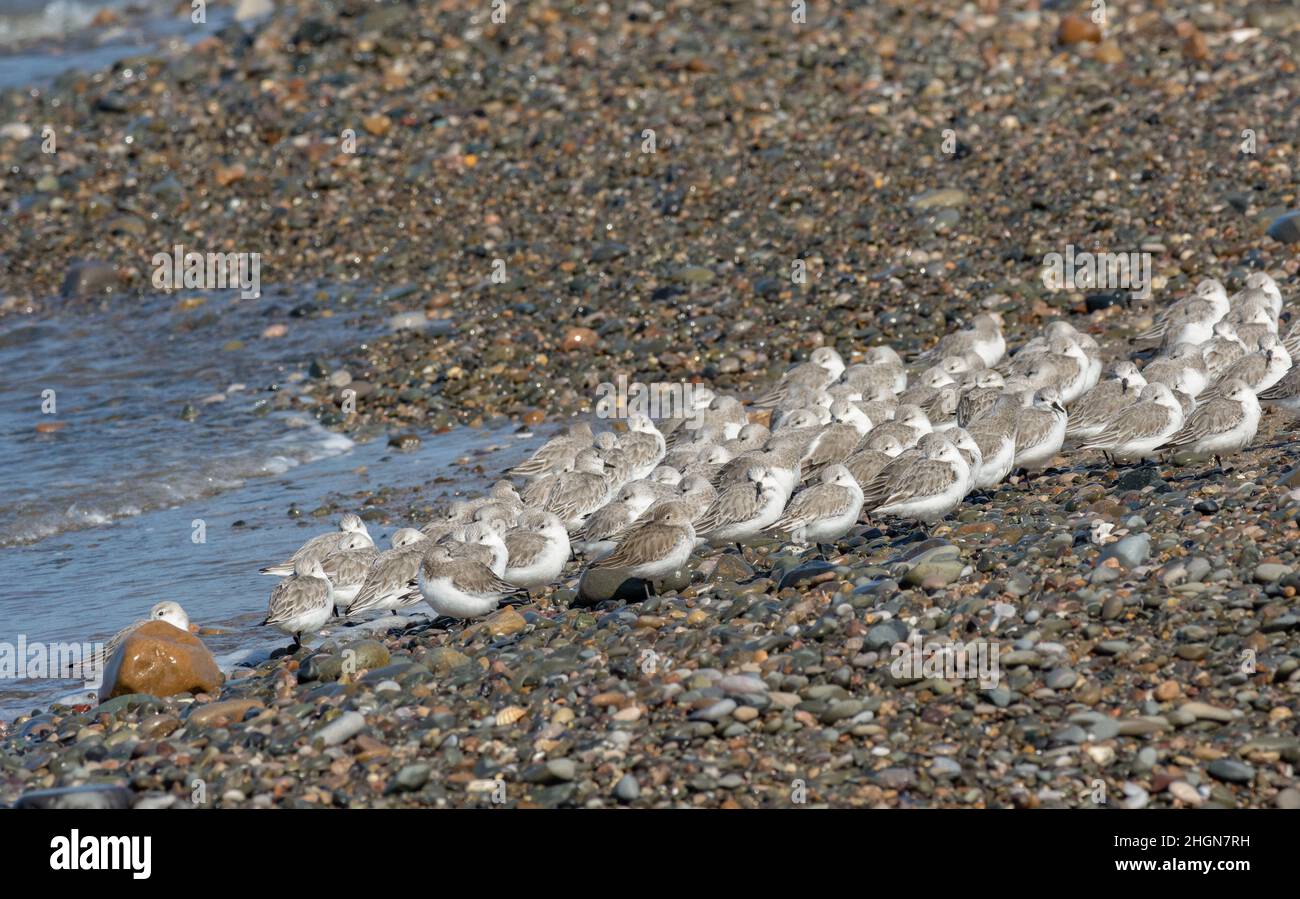 A flock of Sanderling on the beach at Rossall Point near Fleetwood in ...