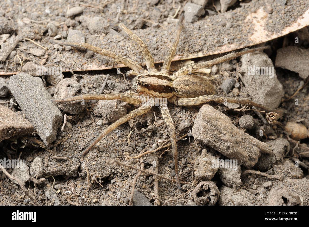 Closeup of the nature of Israel - spider on the ground Stock Photo - Alamy