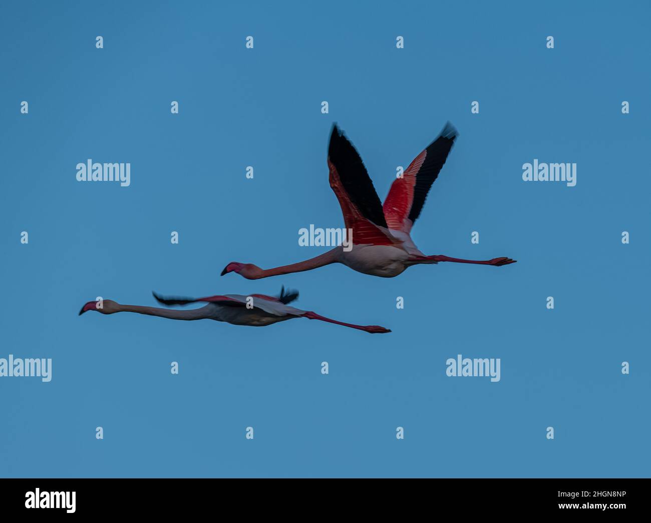 Flamingos in Flight, Camargue, France Stock Photo - Alamy