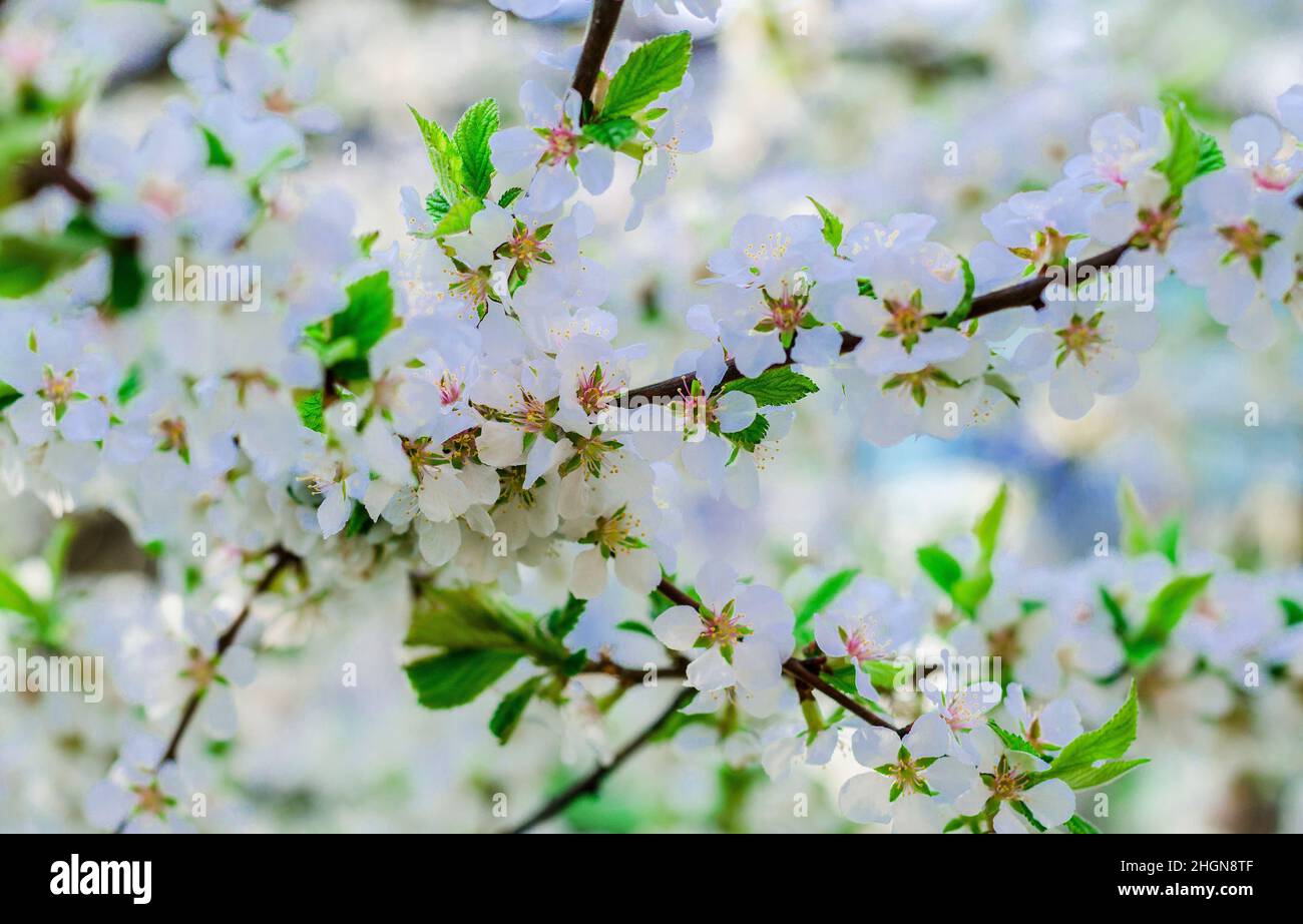 Flowering Chinese cherry in spring white closeup Stock Photo - Alamy