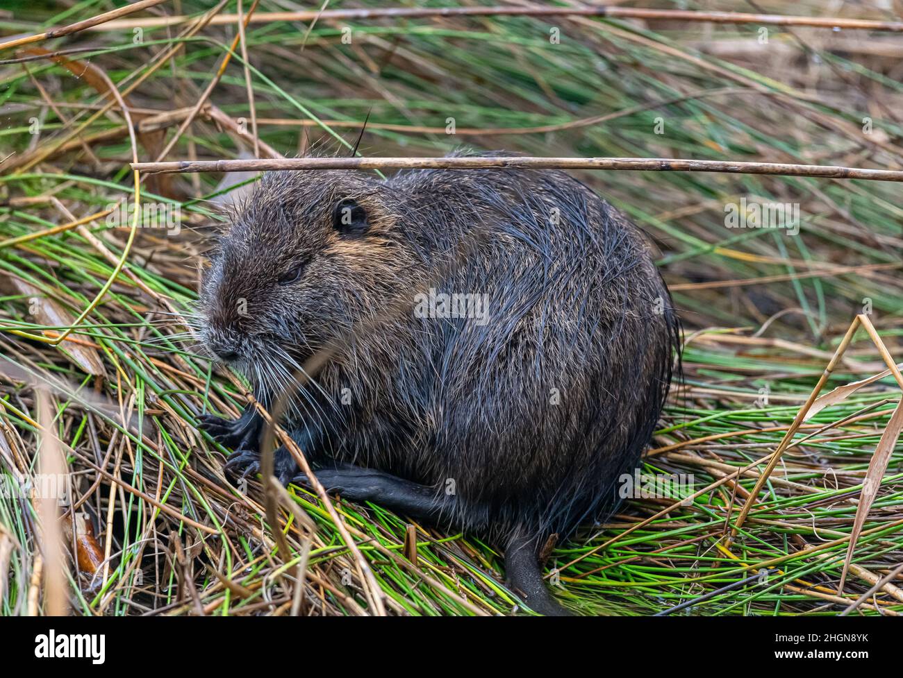 Coypu, Myocastor coypus, also known as river rat or nutria, is a large ...