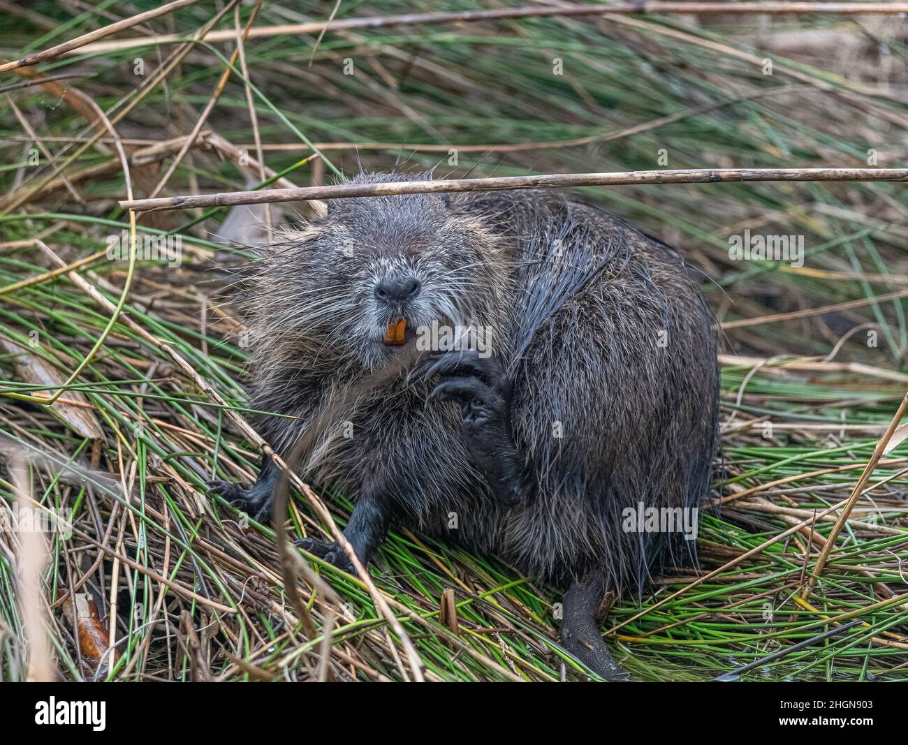 Coypu, Myocastor coypus, also known as river rat or nutria, is a large ...