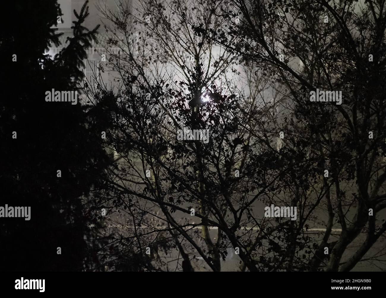 light in a dark gloomy goth forest at night Stock Photo - Alamy