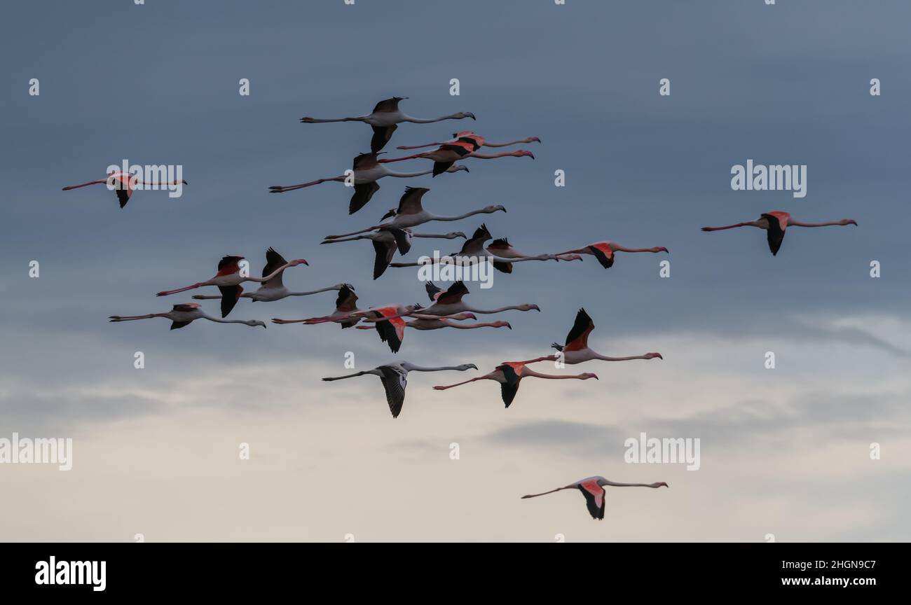 Flock flamingos flying sunset hi-res stock photography and images - Alamy
