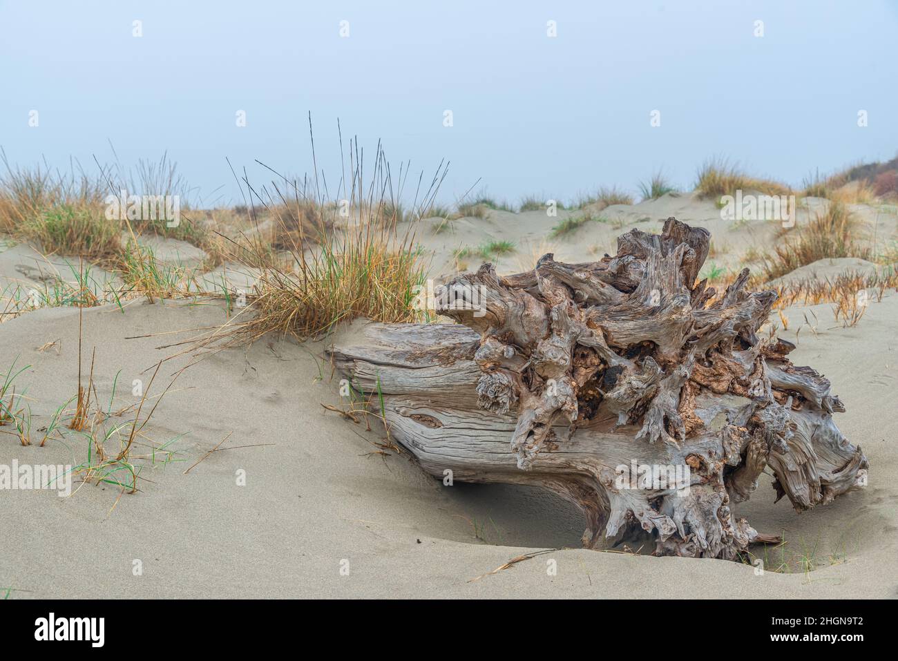 Dridtwood in the Dunes of Camargue, old rotten trunk Stock Photo - Alamy