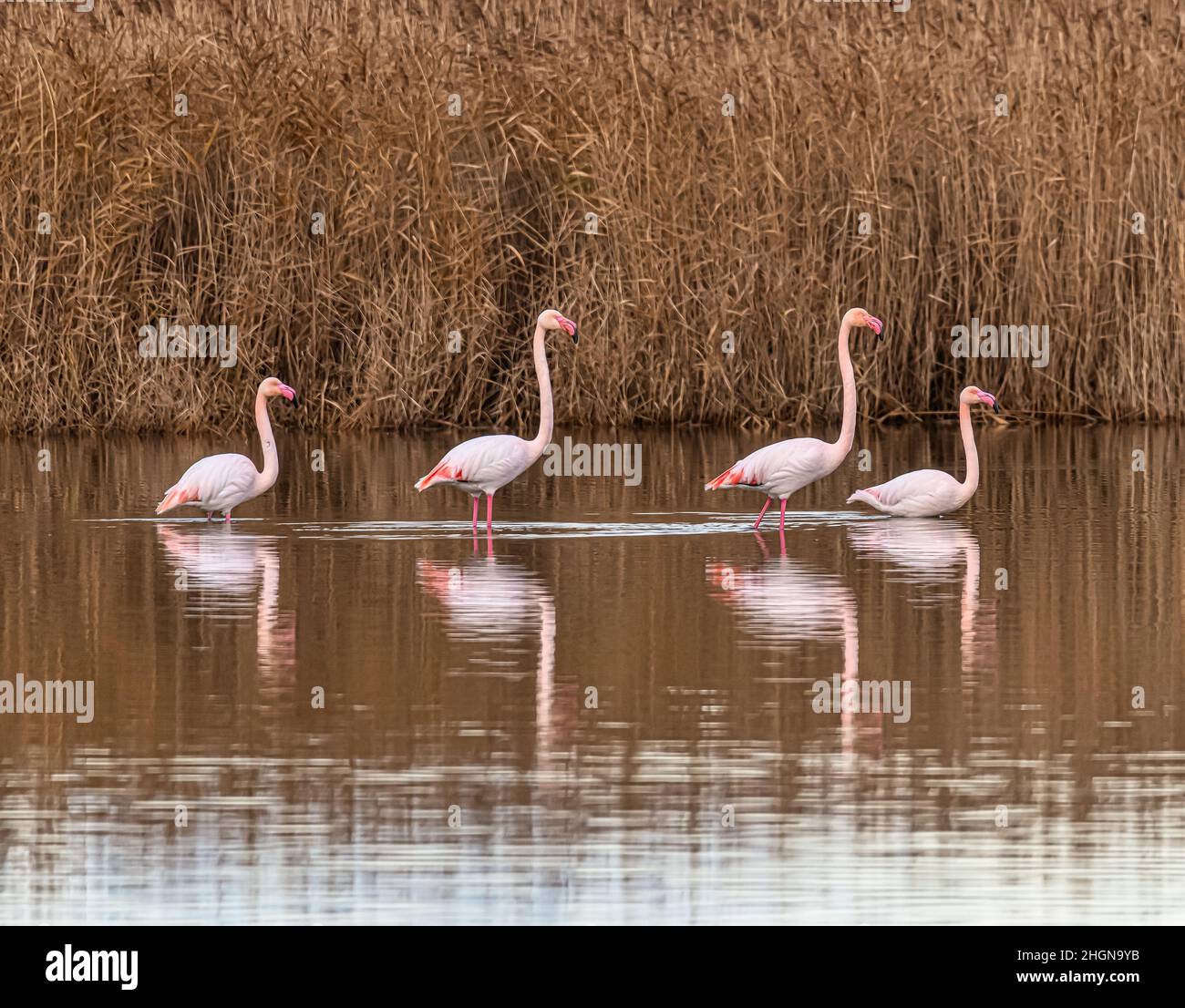 Silhouette of greater flamingos hi-res stock photography and images - Alamy