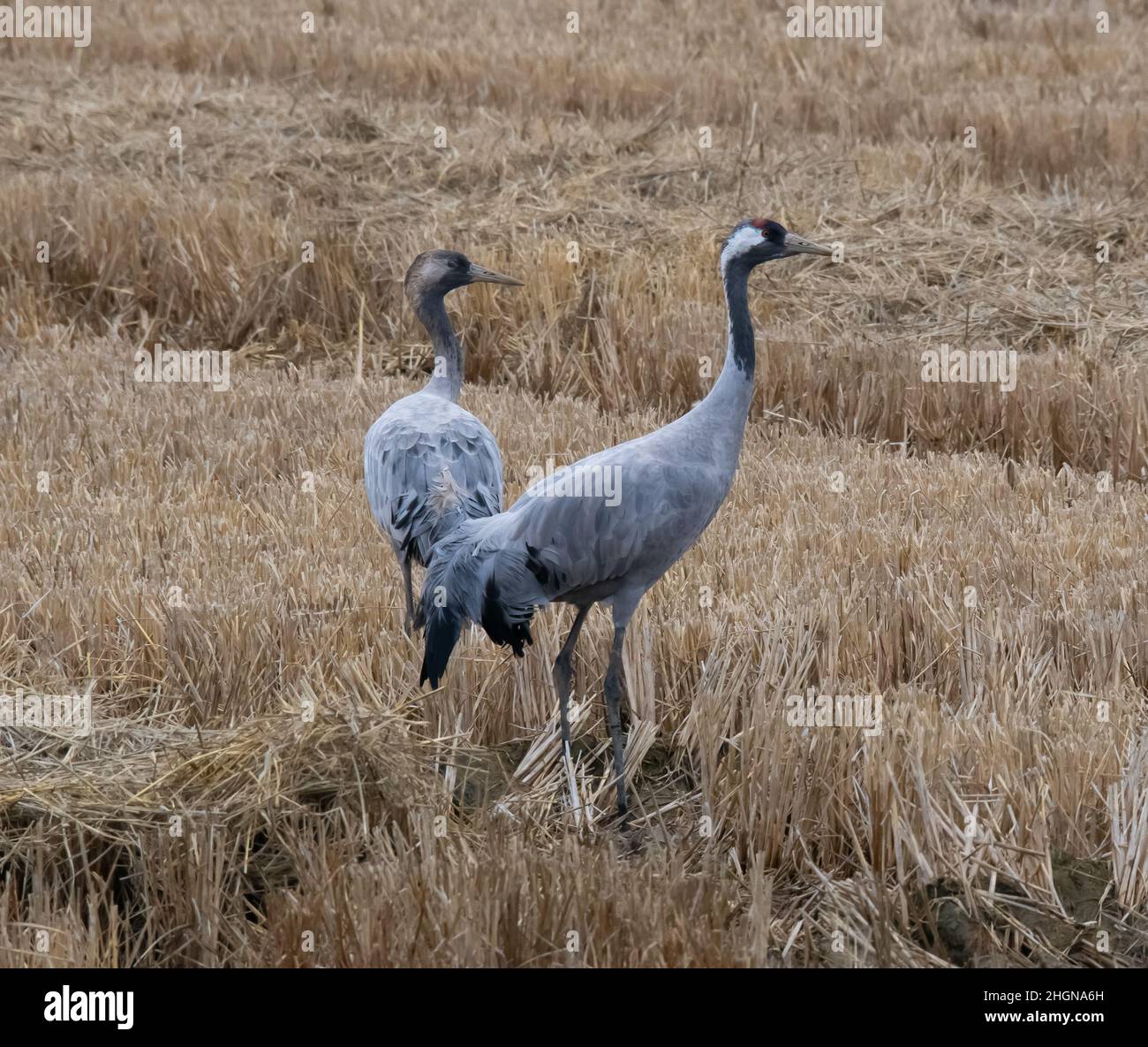 Crane birds in Camargue, Winter Stock Photo - Alamy