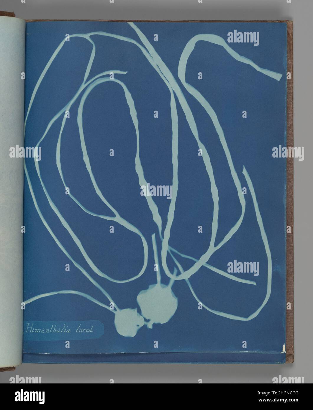 Lorea hi-res stock photography and images - Alamy