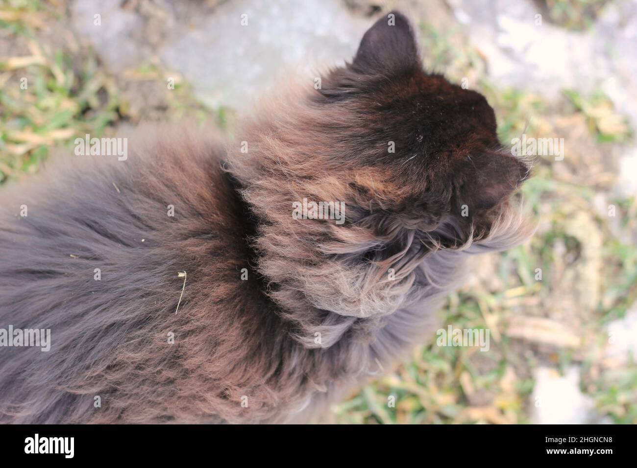 Cute dark brown kitty cat watching the fields down on the farm Stock ...