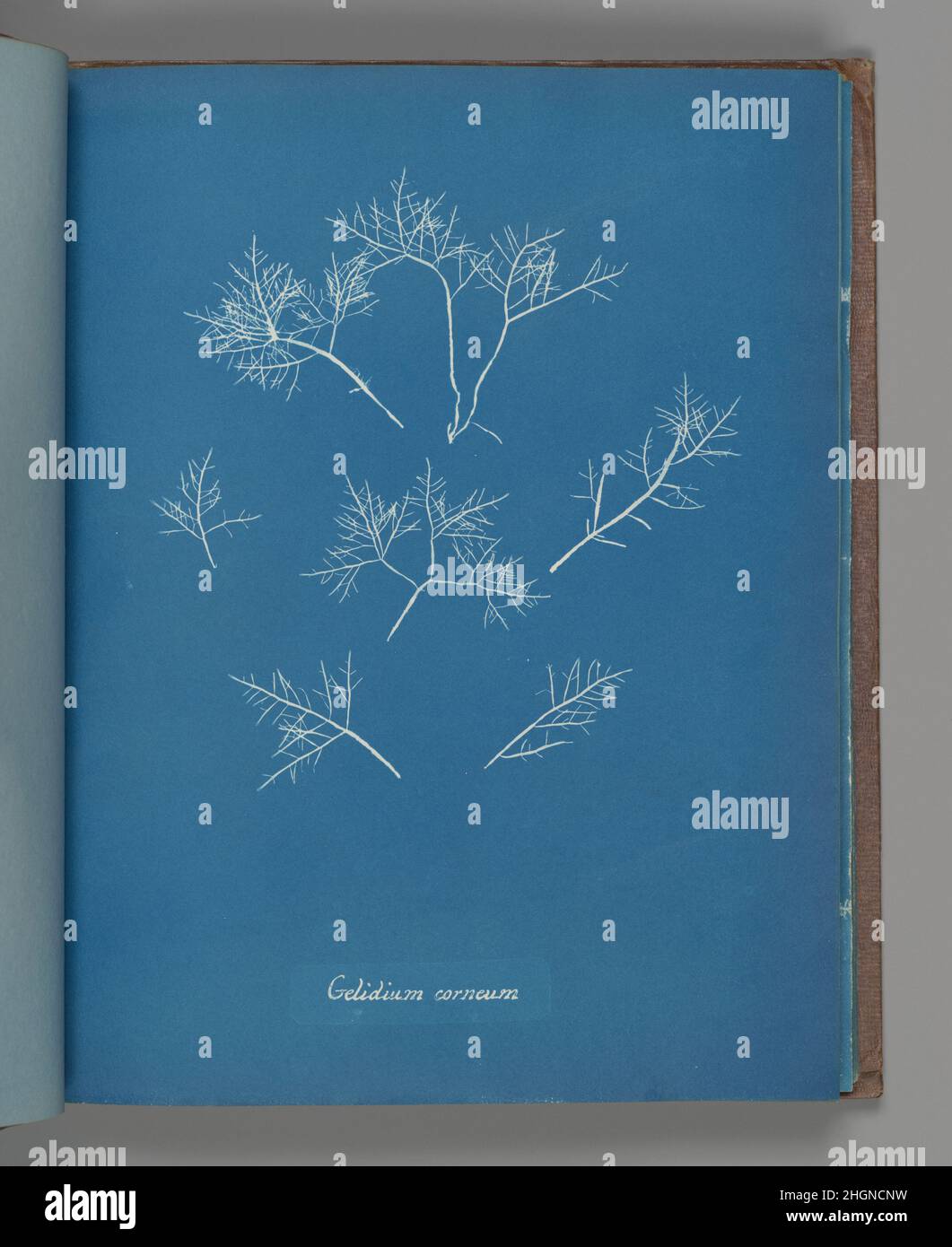 Gelidium corneum ca. 1853 Anna Atkins British. Gelidium corneum. Anna ...