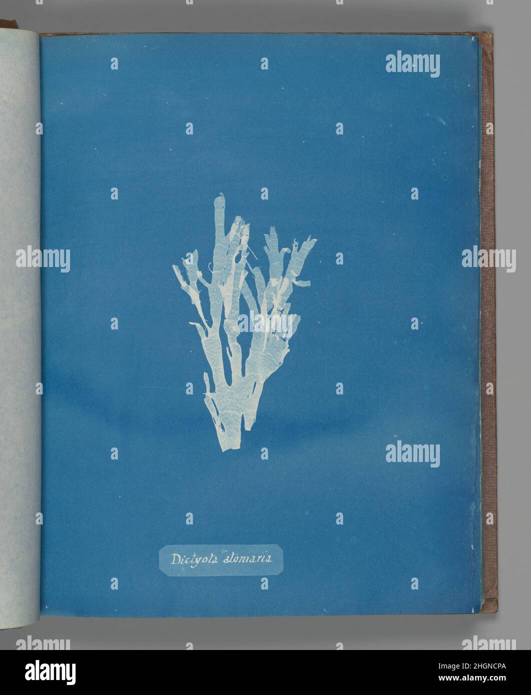 Dictyota atomaria hi-res stock photography and images - Alamy