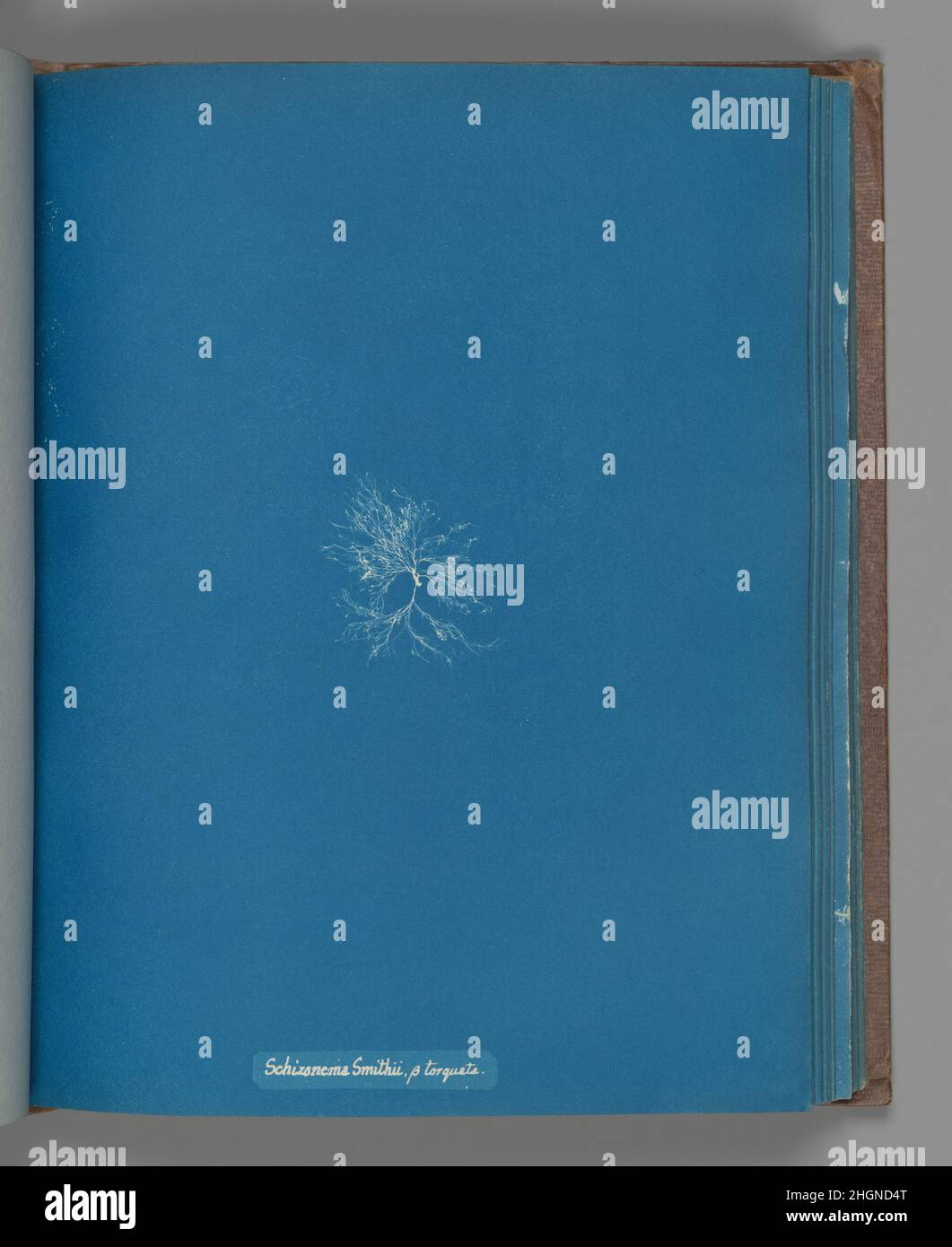 Schizonema Smithii, ß torqata ca. 1853 Anna Atkins British. Schizonema ...