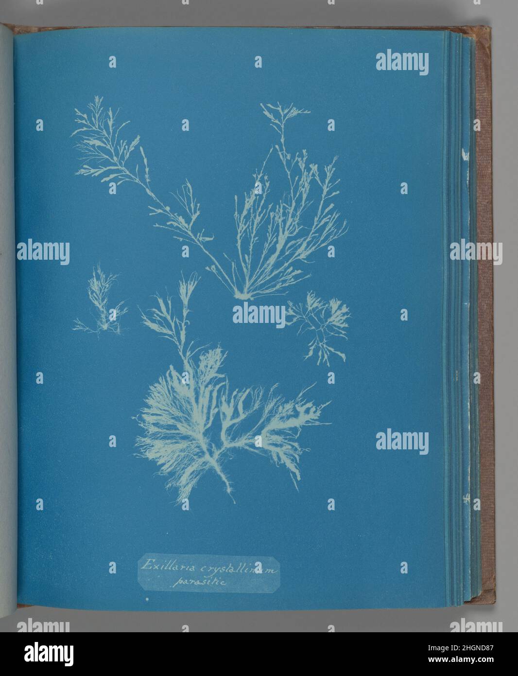 Parasitic algae hi-res stock photography and images - Alamy