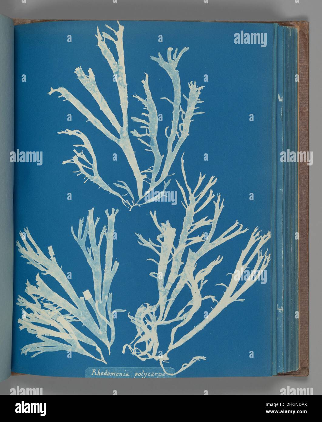 Rhodomenia polycarpa hi-res stock photography and images - Alamy