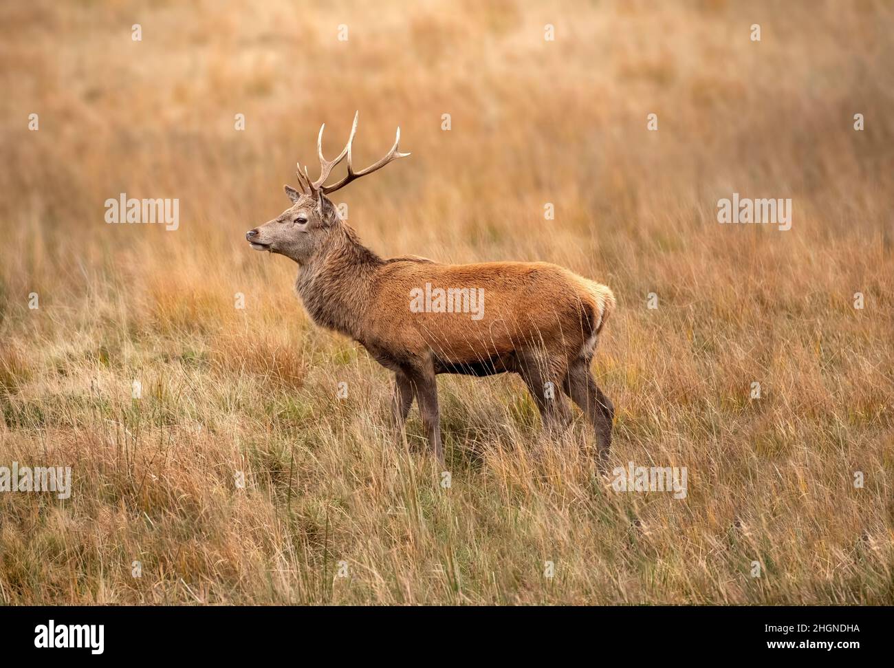 Red moorland grass hi-res stock photography and images - Alamy