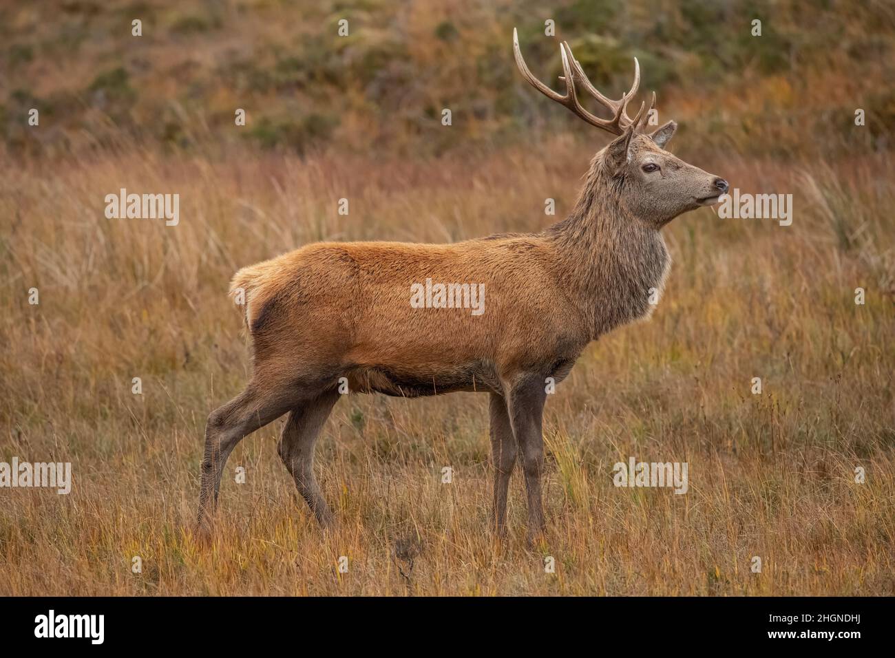 Rural moorland hi-res stock photography and images - Alamy