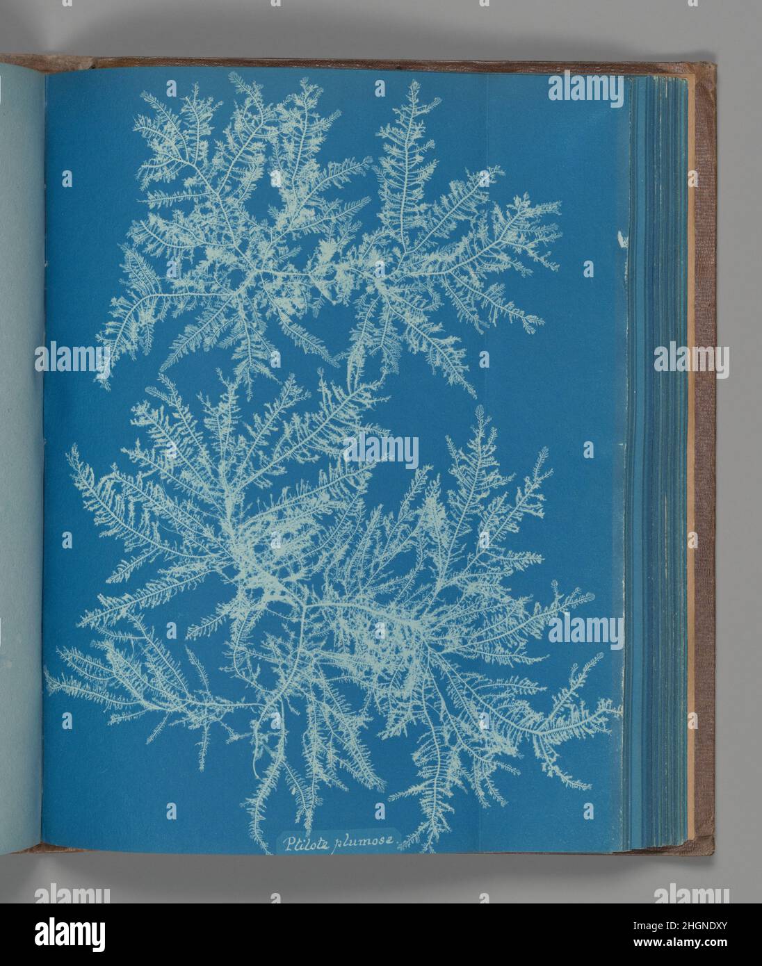 Algae cyanotype specimen study hi-res stock photography and images - Alamy