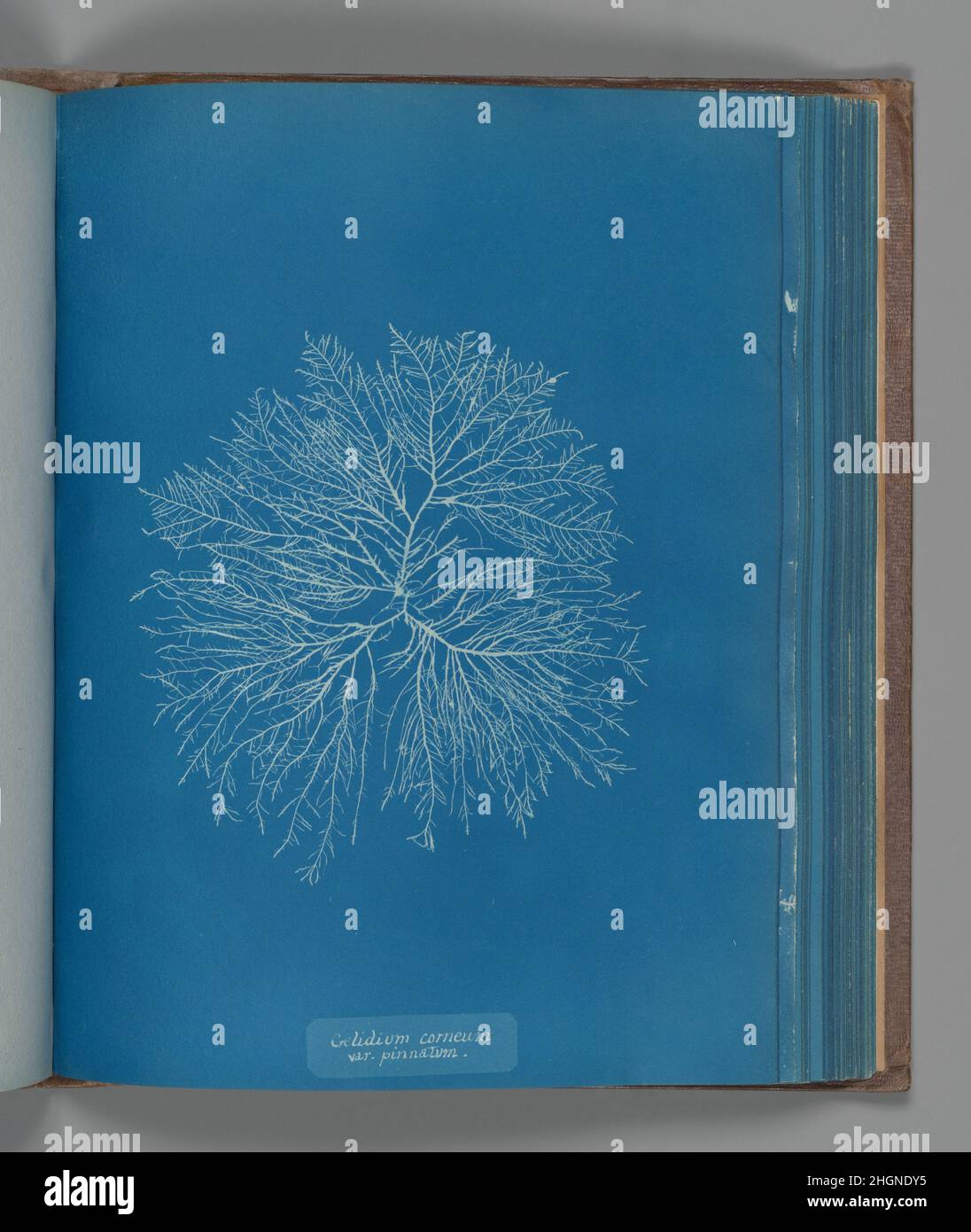 Gelidium corneum hi-res stock photography and images - Alamy