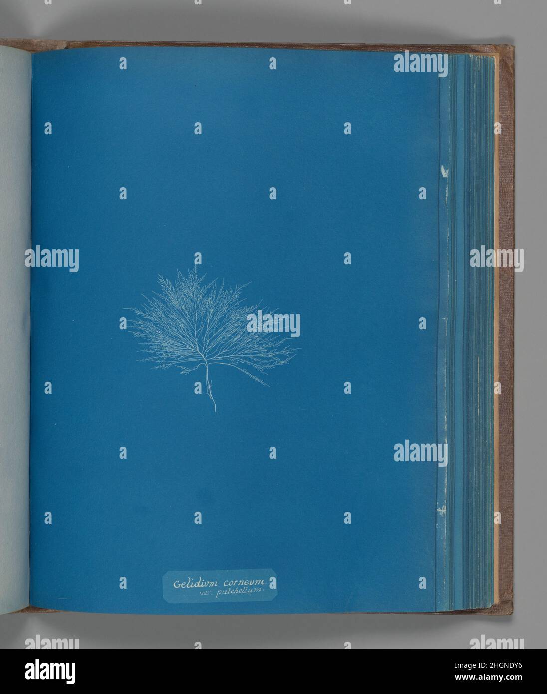 Gelidium hi-res stock photography and images - Alamy