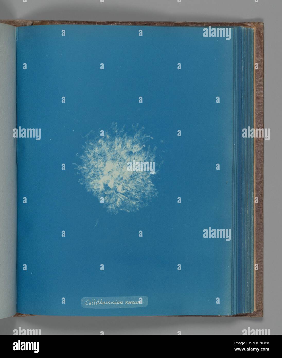 Callithamnion roseum ca. 1853 Anna Atkins British. Callithamnion roseum ...