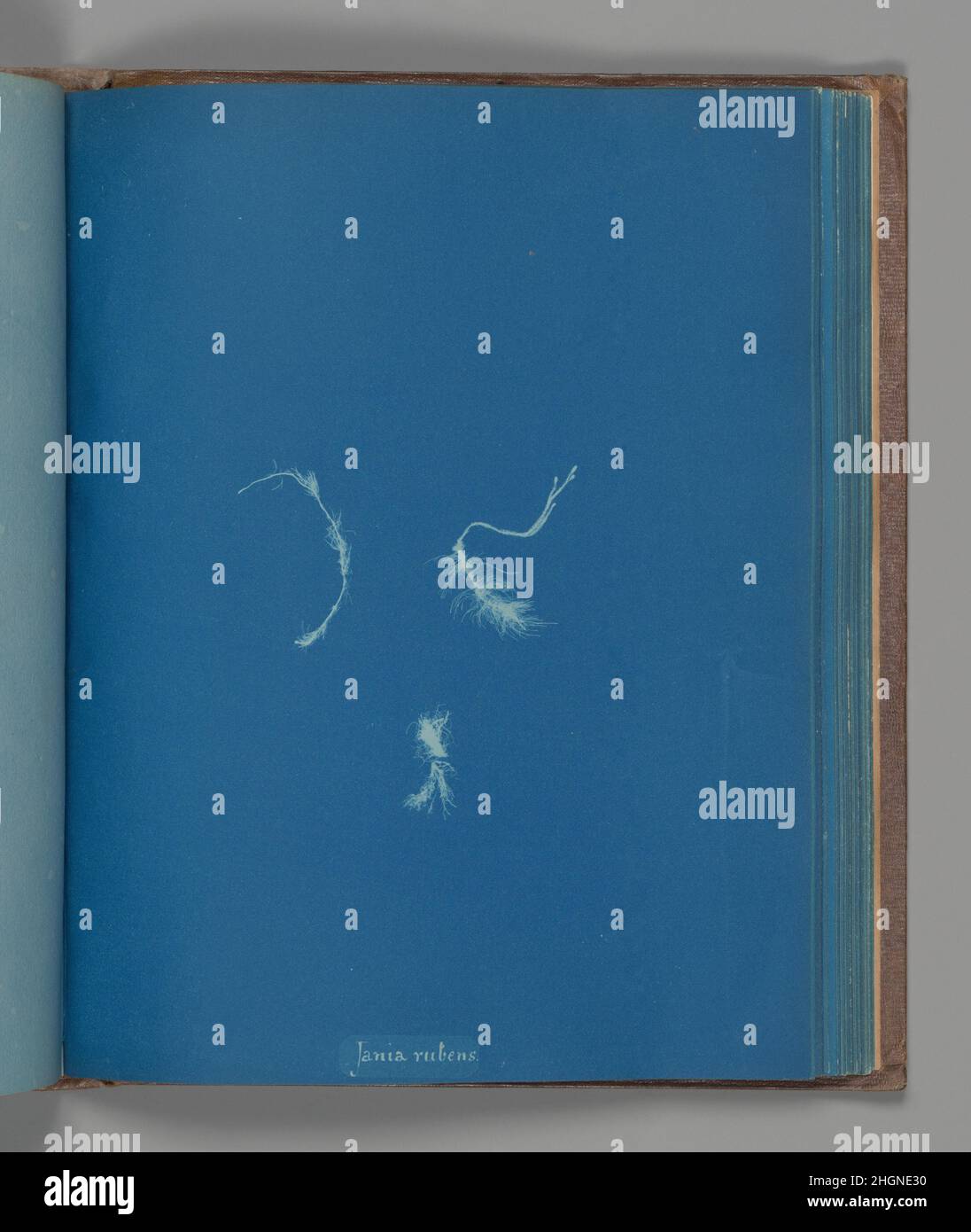 Jania rubens hi-res stock photography and images - Alamy