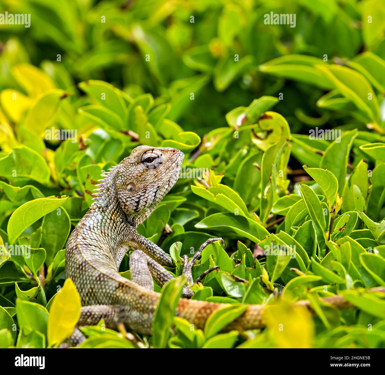 Lizard is lying on top of bush, Mauritius Stock Photo - Alamy