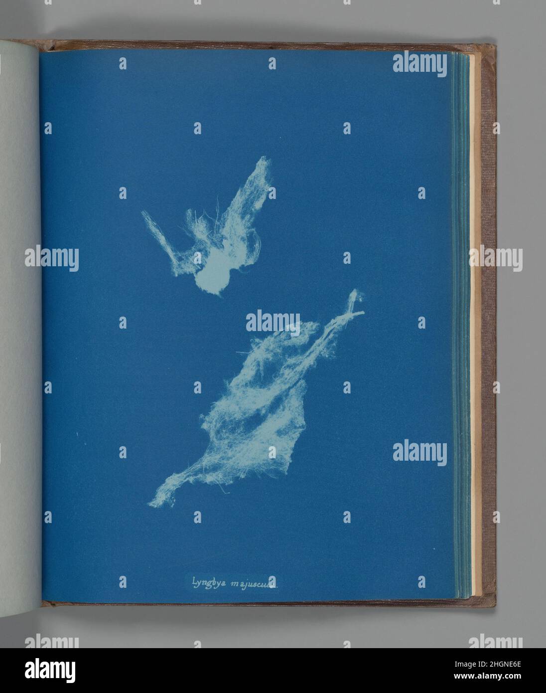 Lyngbya majuscula ca. 1853 Anna Atkins British. Lyngbya majuscula. Anna ...