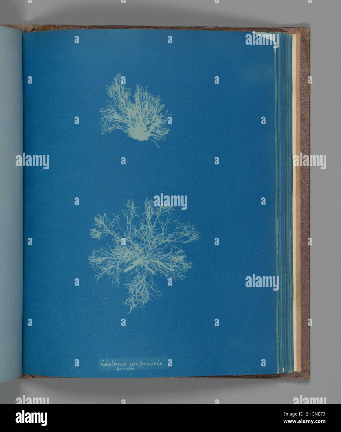 Calothrix confervicola, parasitic ca. 1853 Anna Atkins British ...