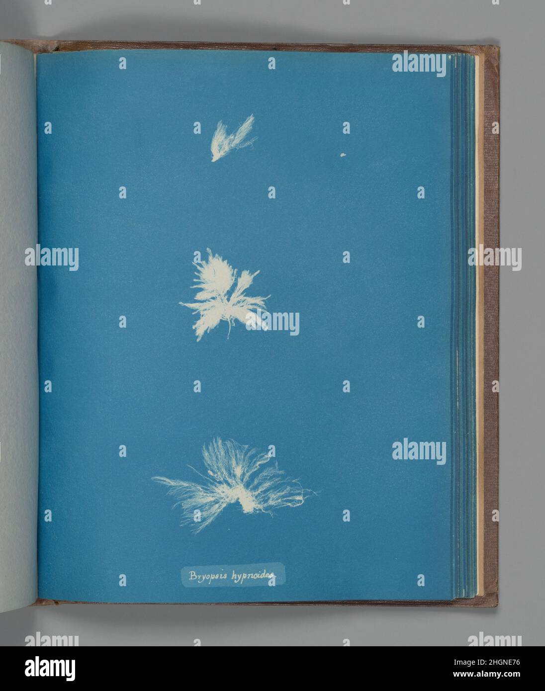 Bryopsis hypnoides hi-res stock photography and images - Alamy