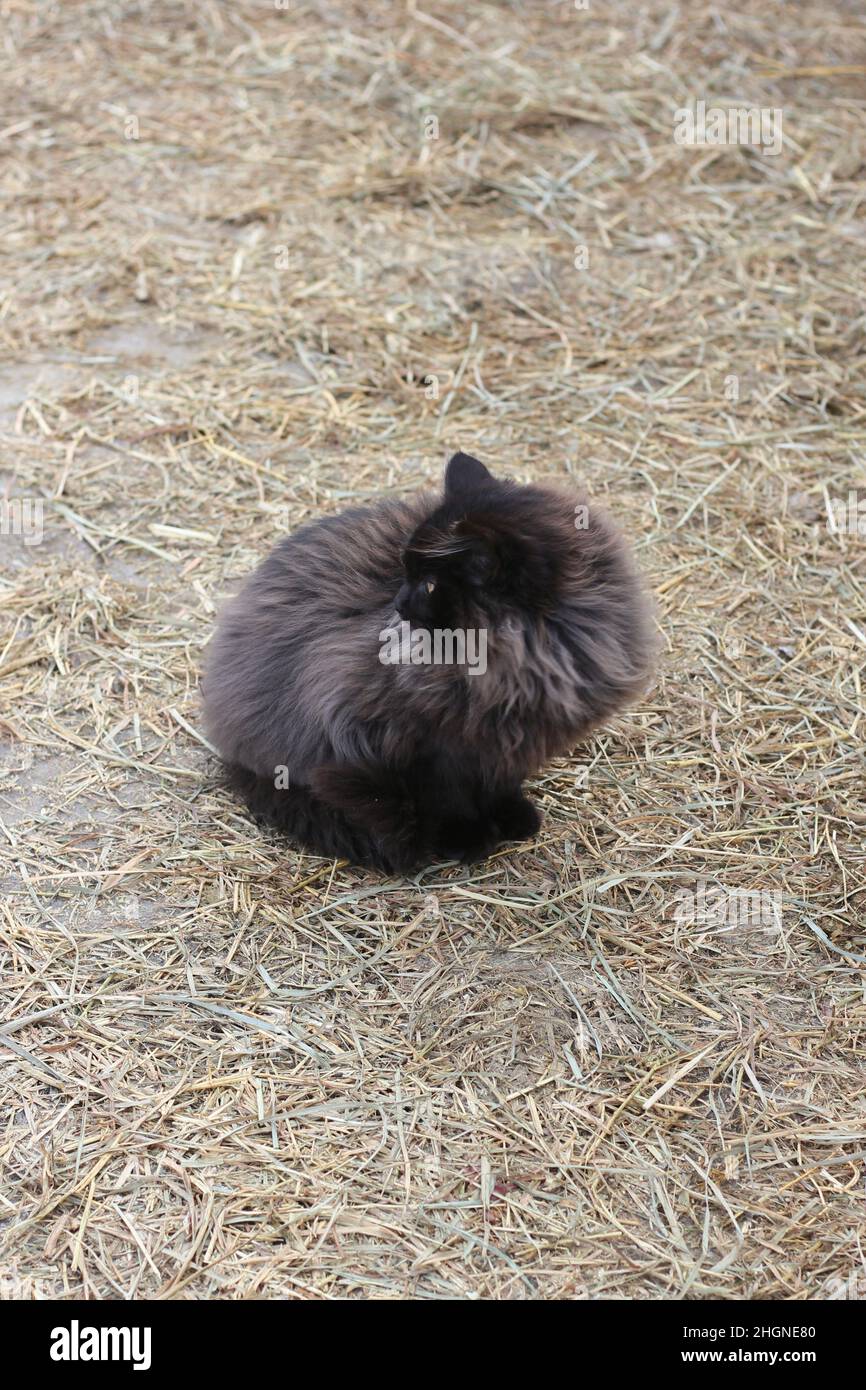 Free range cat hi-res stock photography and images - Alamy