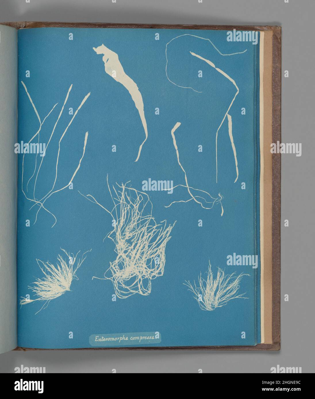 Enteromorpha compressa ca. 1853 Anna Atkins British. Enteromorpha ...