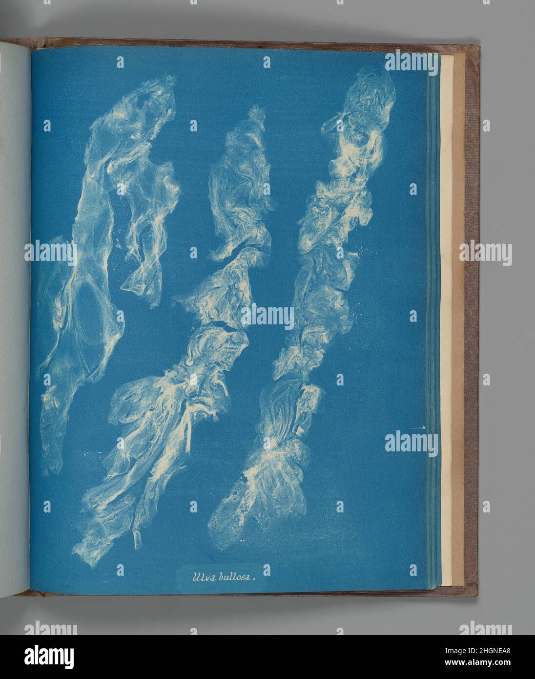 Ulva bullosa hi-res stock photography and images - Alamy