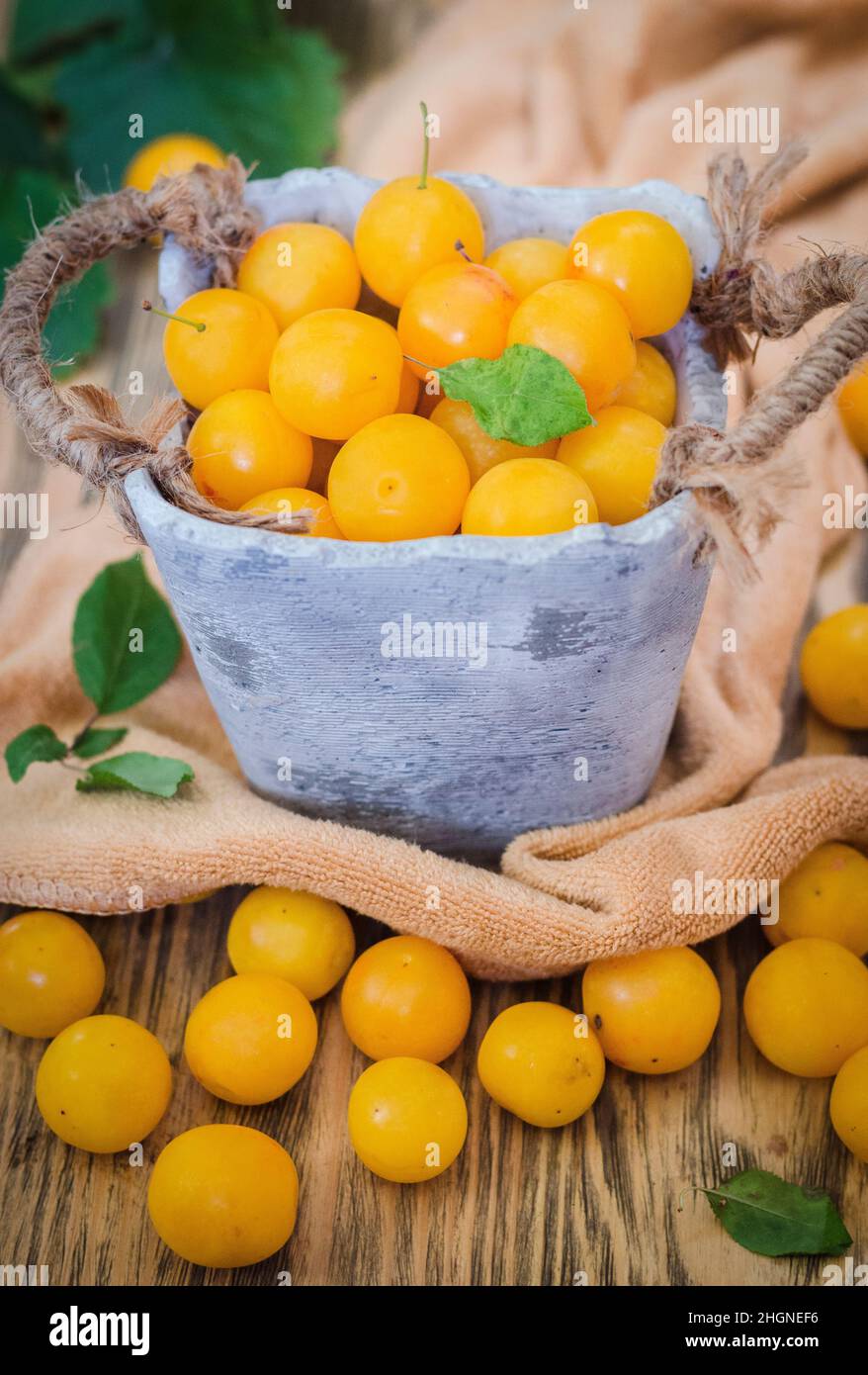 Juicy ripening cherry plum hi-res stock photography and images - Alamy