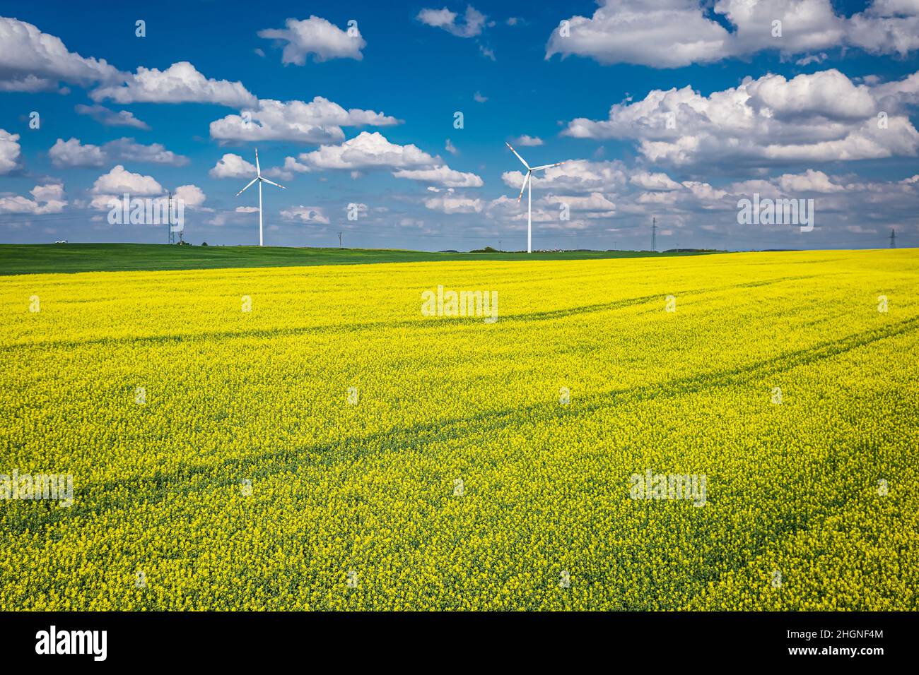 Blooming raps flowers and wind turbine. Poland agriculture. Aerial view ...
