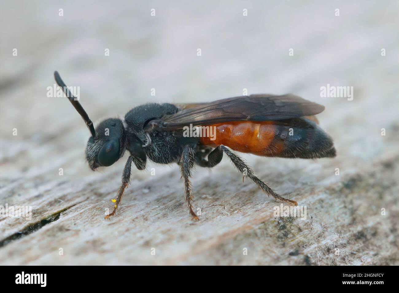 Blood bee hi-res stock photography and images - Alamy