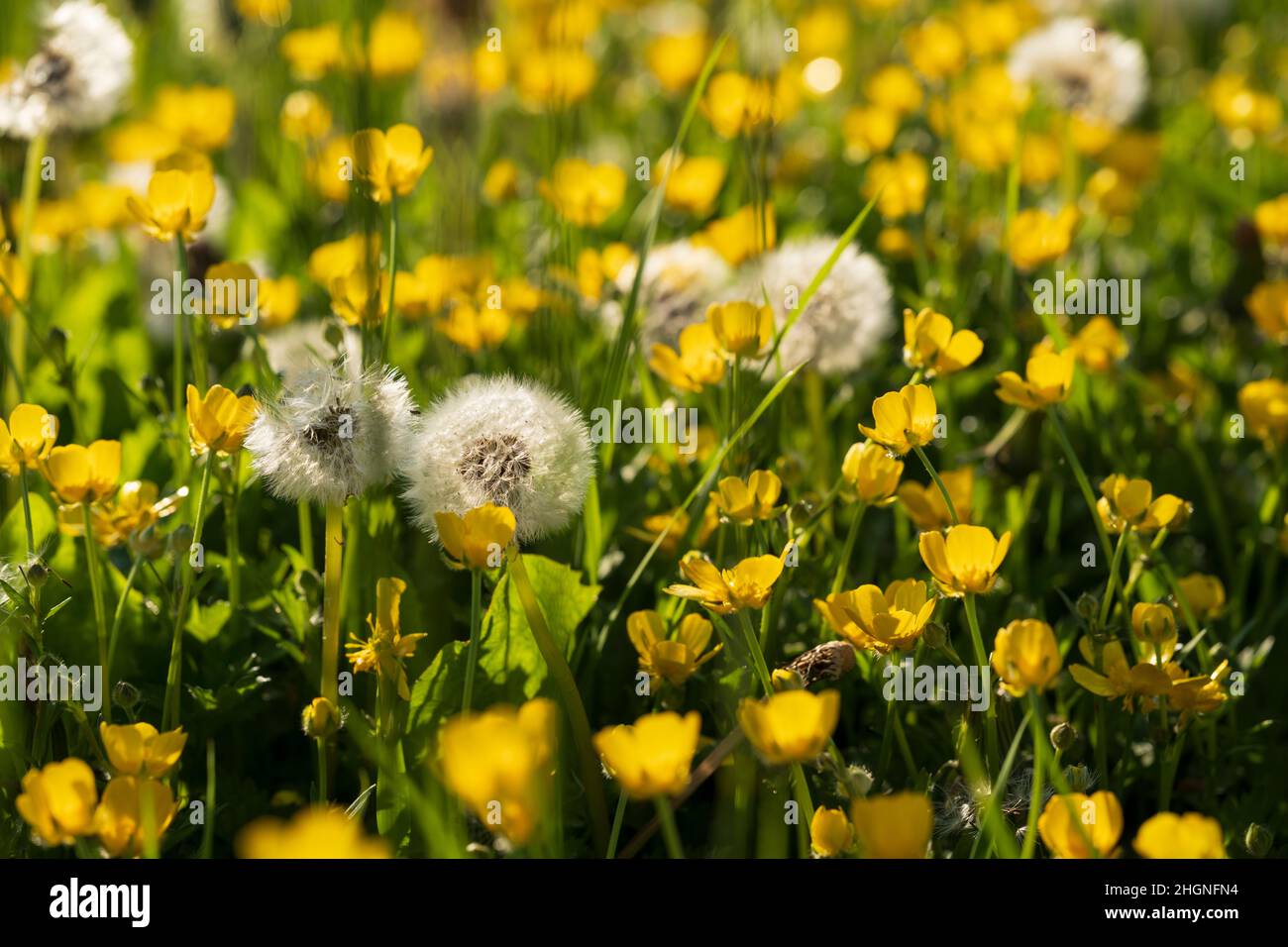 Buttercups and dandelions Stock Photo - Alamy