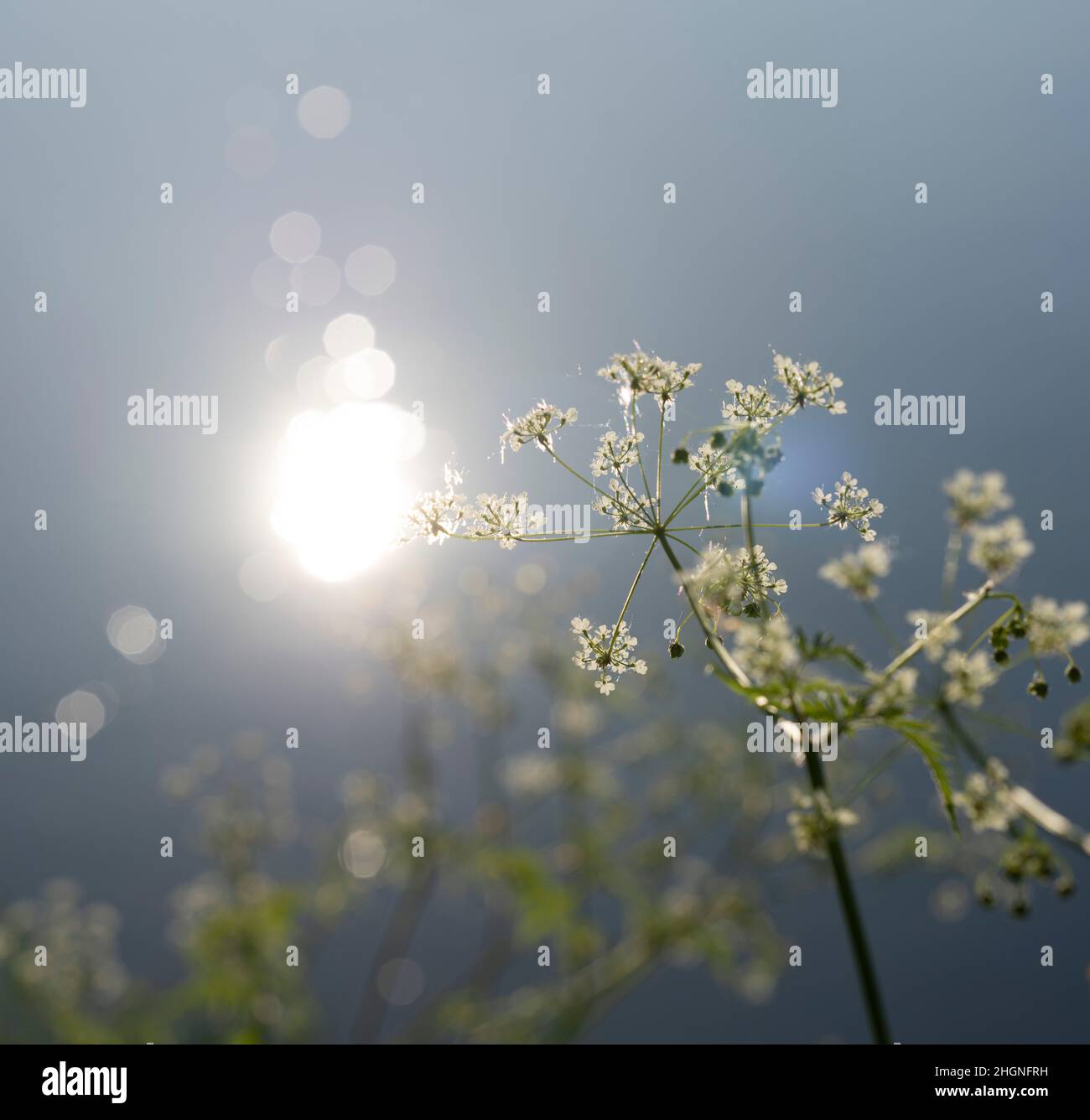 Meadowsweet plant beside the River Tweed in Scotland in May Stock Photo ...