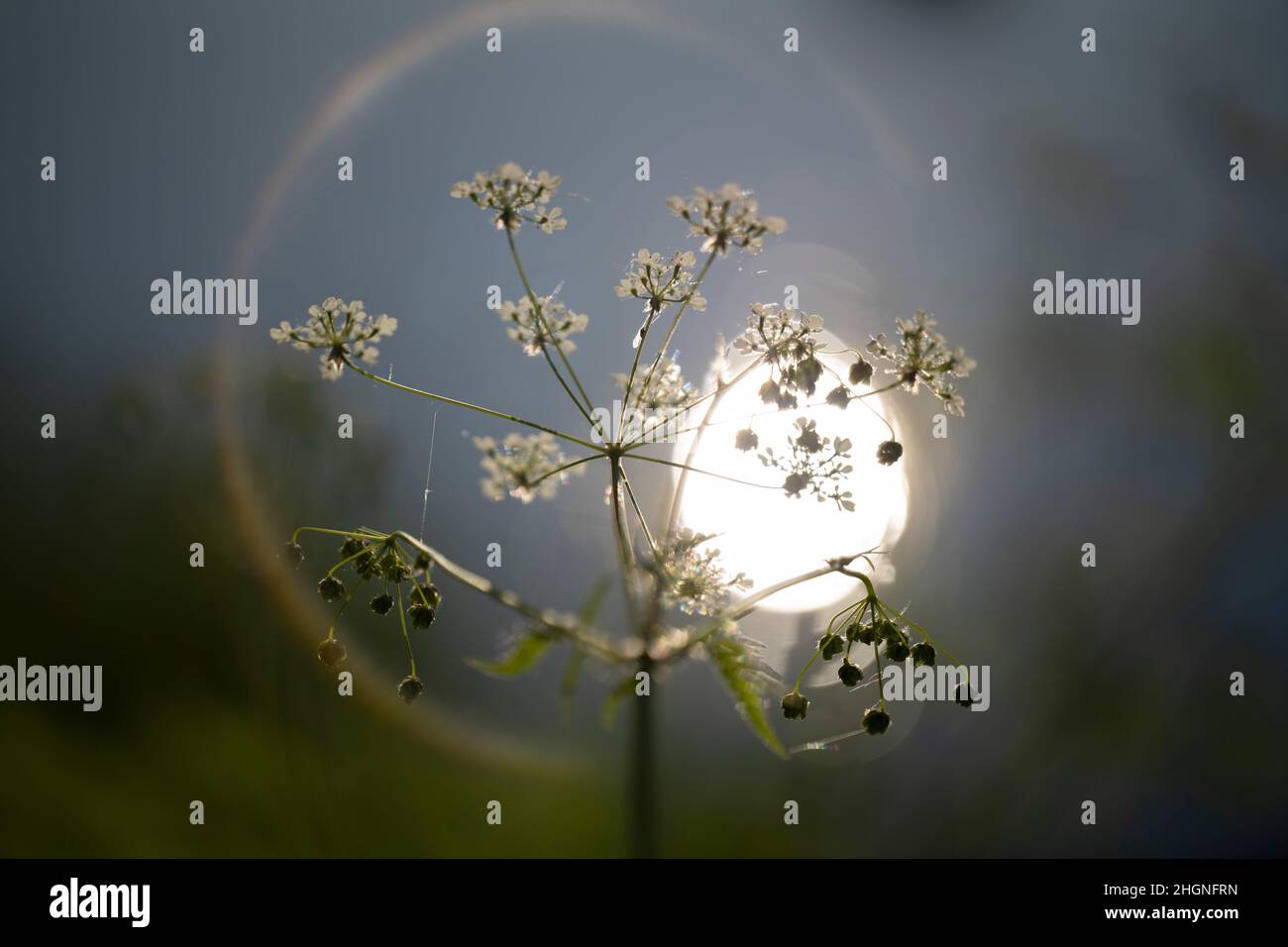 Meadowsweet plant beside the River Tweed in Scotland in May Stock Photo ...