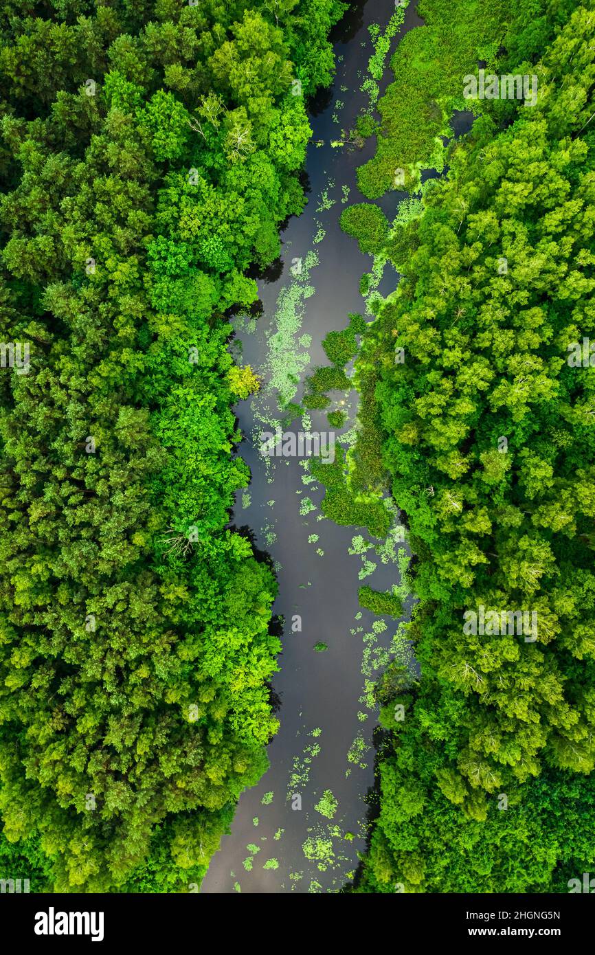 Flying above green forest and river in summer. Aerial view of wildlife in Poland, Europe Stock ...