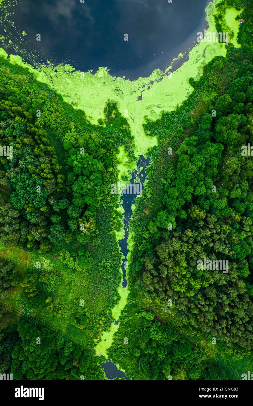 Amazing pond and green algae in summer. Aerial view of wildlife in ...