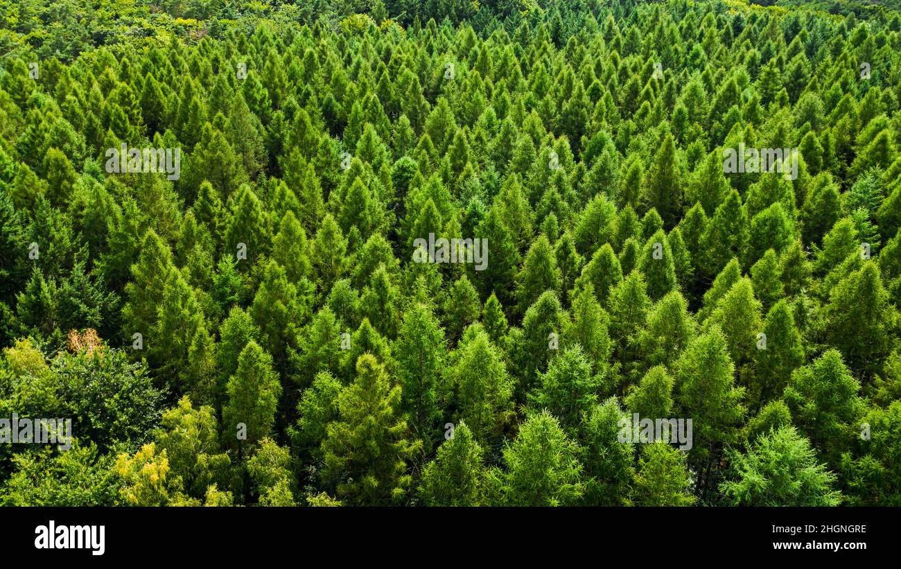 Aerial view of green trees in summer in Poland, Europe Stock Photo - Alamy