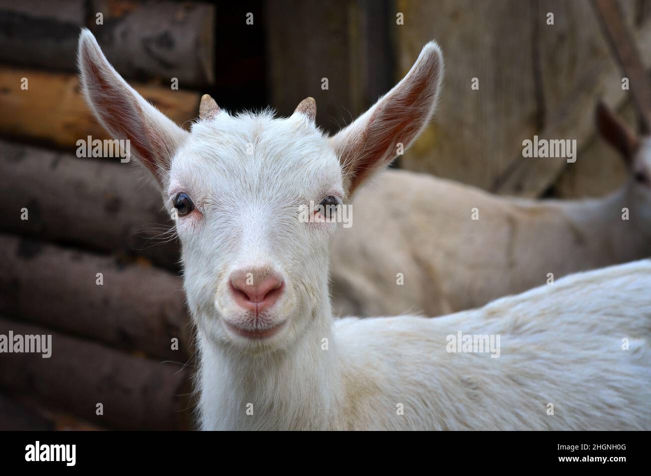 Domestic goats on a sustainable farm, Serbia Stock Photo - Alamy