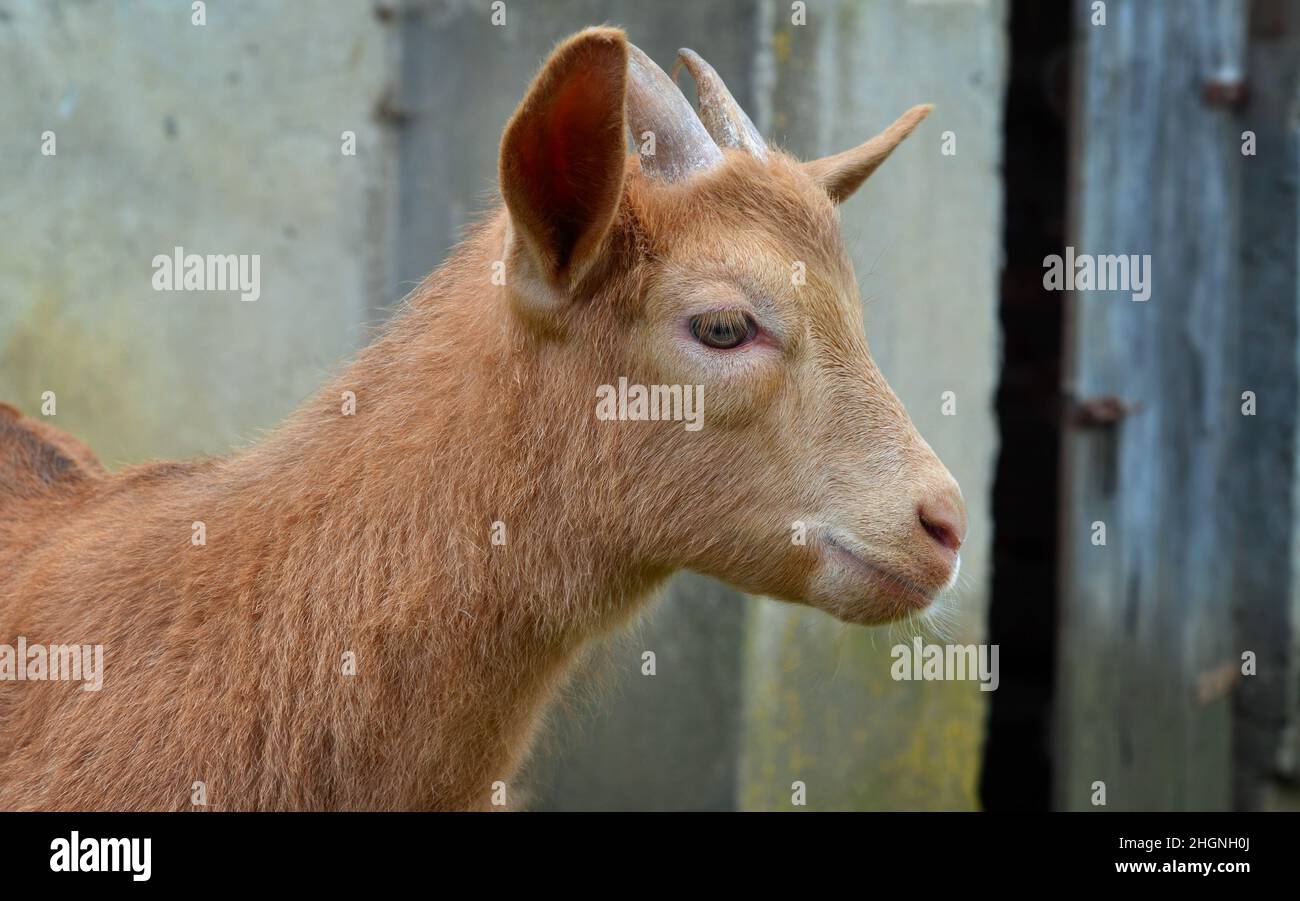 Domestic goats on a sustainable farm, Serbia Stock Photo - Alamy